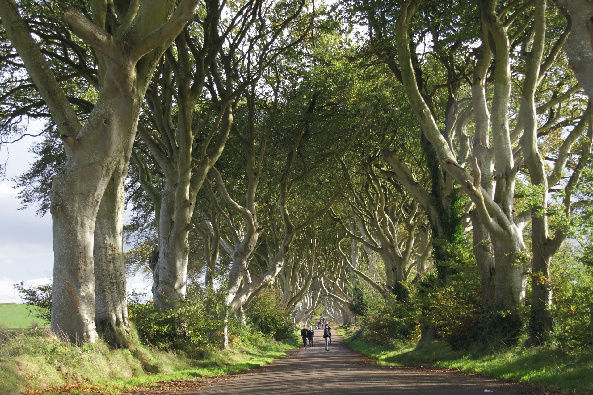 Authentic Hawk Walks - sleigh.co.uk